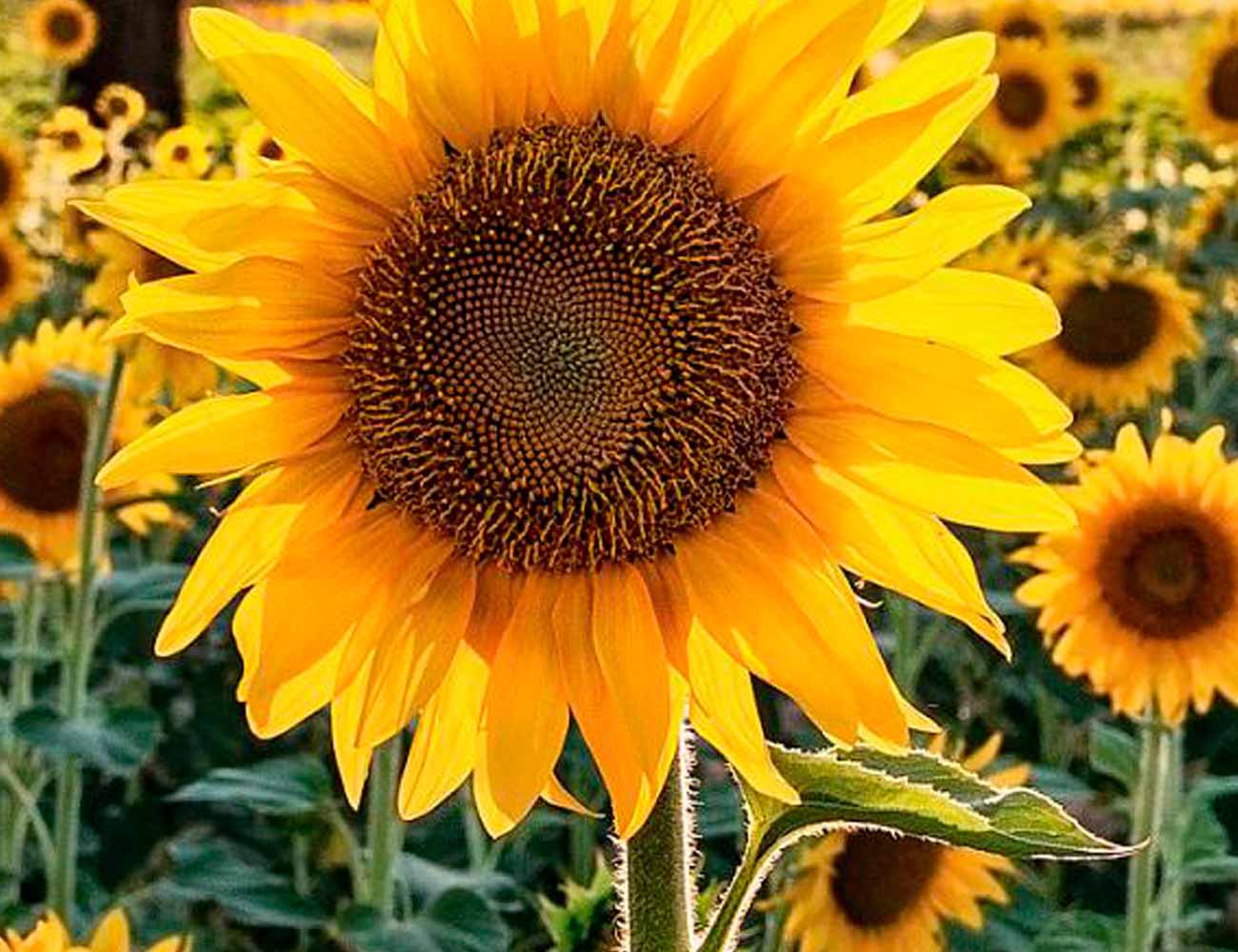 EL GIRASOL SU SIGNIFICADO Y NUESTRO SIGNIFICADO - Floristeria Los Colores